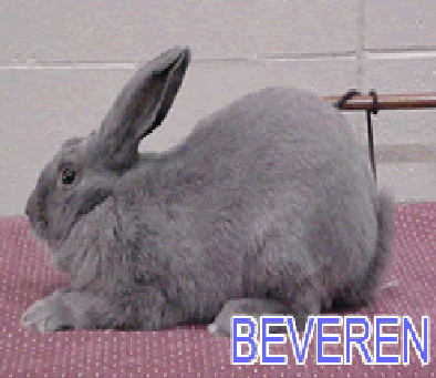 MINOR SPECIES 257671 SENA ( Apartado - Antioquia) Colombia