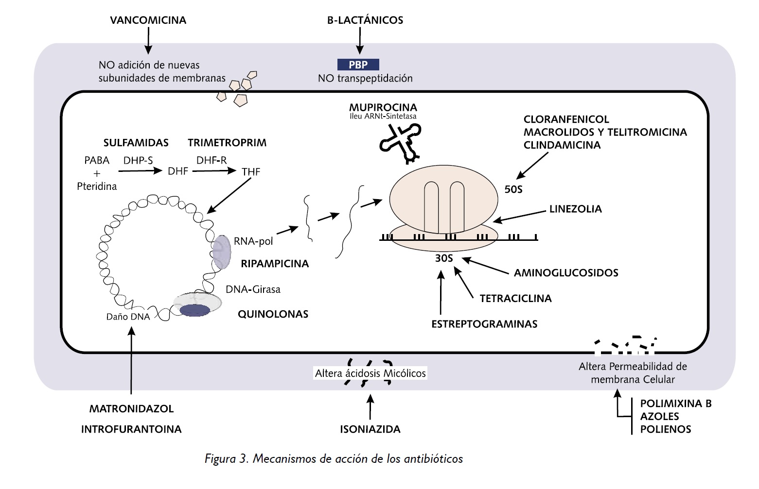 Teamwork Medical Nurse: MECANISMOS DE ACCIÓN DE LOS ANTIBIÓTICOS