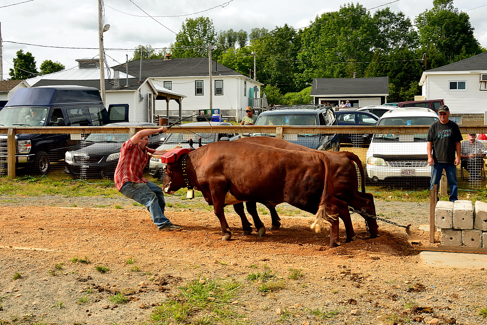 Turbo's Track and Photo Tour: Oxen, Horses, Sunset (20160819) A trip to ...