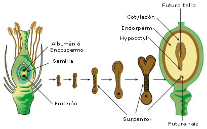 Biología y Geología de Bachillerato: Reproducción en plantas