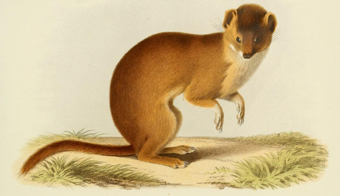 Abe's Animals: Stoat subspecies from the Wikipedia with the pictures