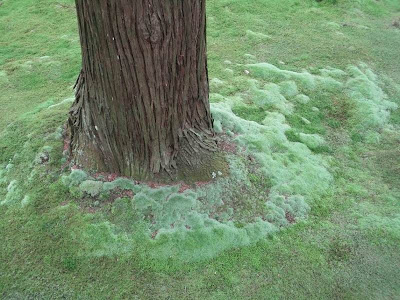 giga world: Garden moss Saiho-ji. Japan