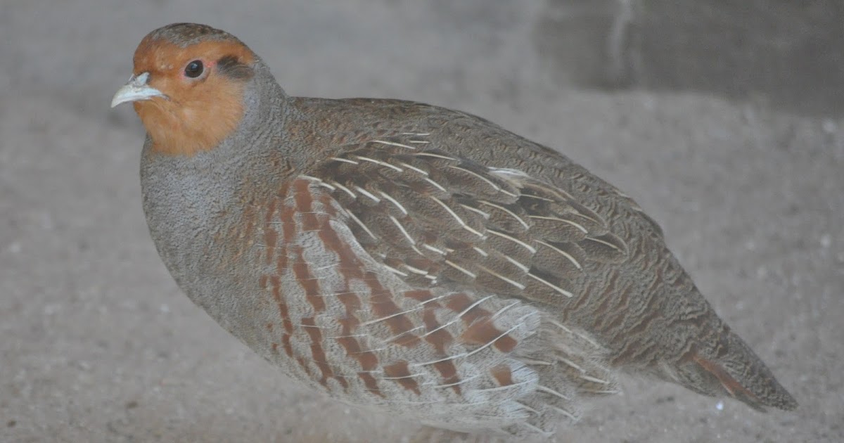 ZOOTOGRAFIANDO (6.100 ANIMALS): PERDIZ PARDILLA / GREY PARTRIDGE ...