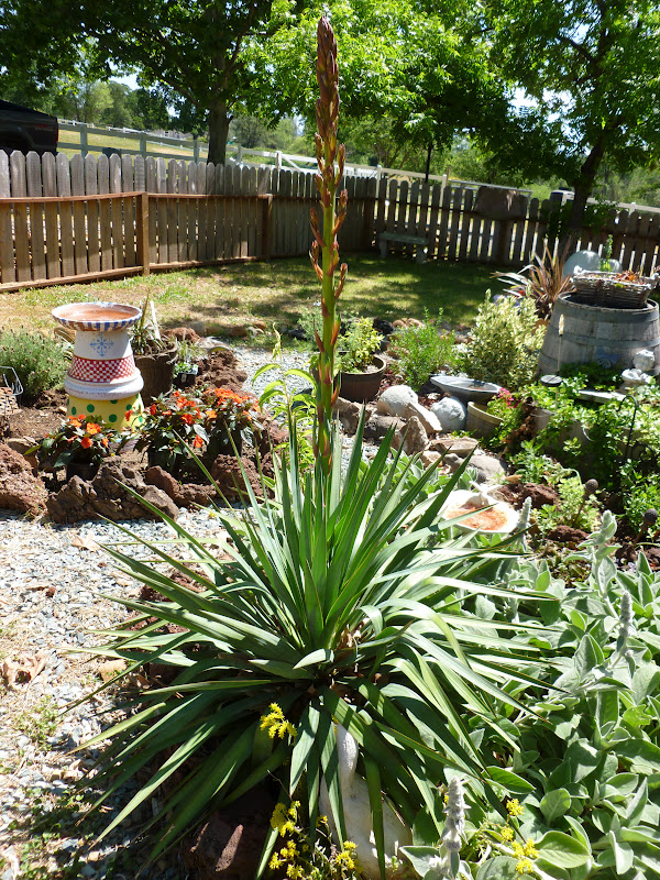 It's a July Thing: The Pokey Bush Is Acting Up!