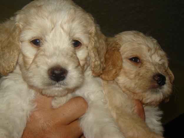 Imagenes de perritos french - Imagui