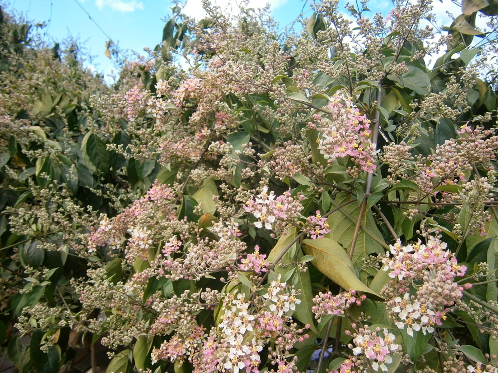 Zelando pela Chacrona e pelo Jagube: Segunda Floração do Jagube!