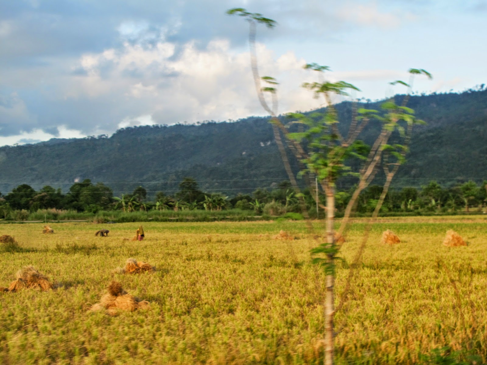 Ricefields of Mindoro