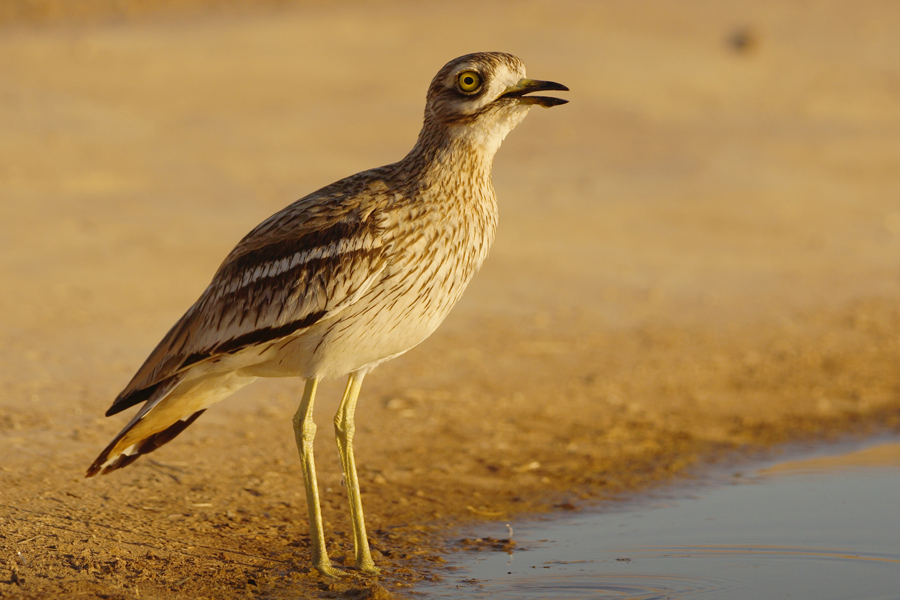 Pasión por las aves: Alcaraván común.(Burhinus oedicnemus)