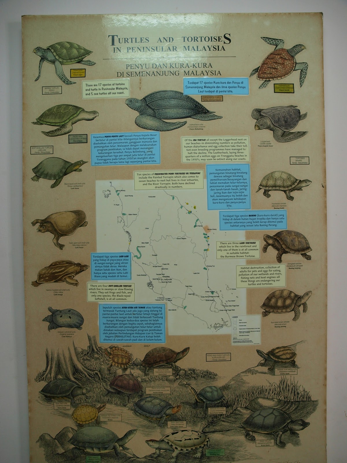 nasron: Tuntung (River Terrapins) di Bota Kanan, Perak