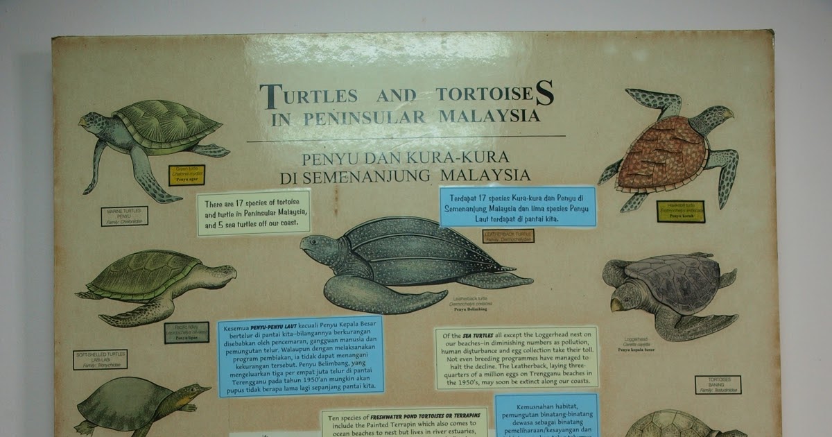 nasron: Tuntung (River Terrapins) di Bota Kanan, Perak