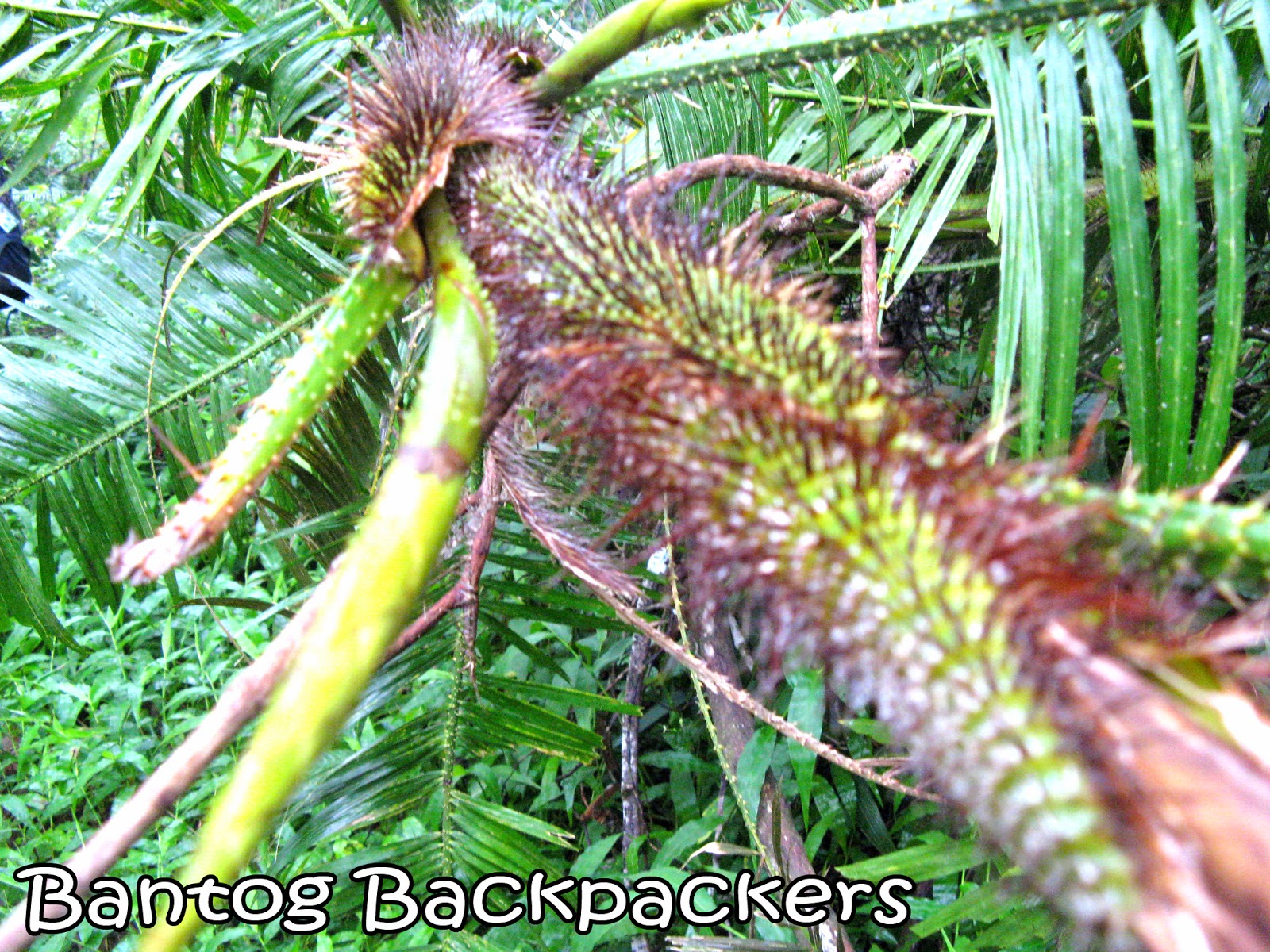 Malarayat Ranges : Mount Susong Dalaga, Mount Malipunyo (1,005 MASL ...