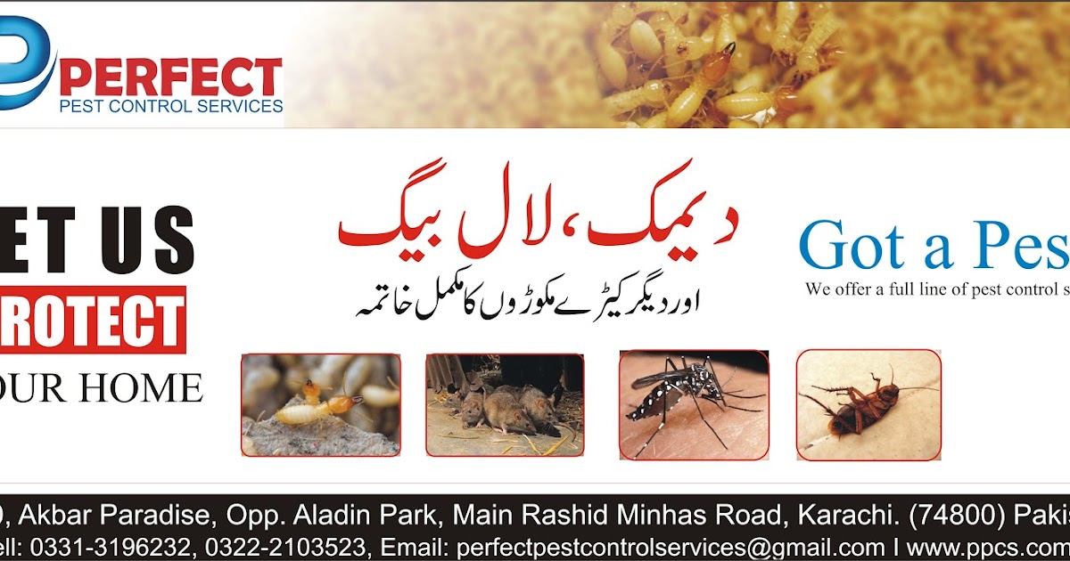 Perfect Pest Control Services | Termite Proofing Treatment | Bedbugs ...