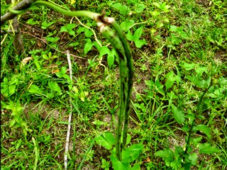 Yardlong Bean - Long Bean - Ma Karal | SL Flora