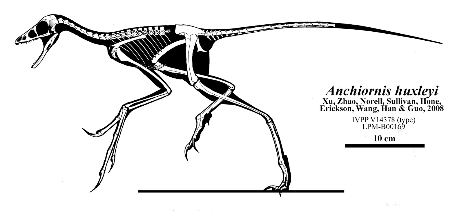 Ciencias de Joseleg: 15 ANCHIORNIS ¿CUATRO ALAS?