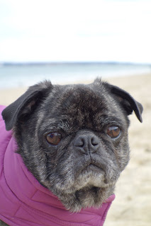 Arliss the Pug