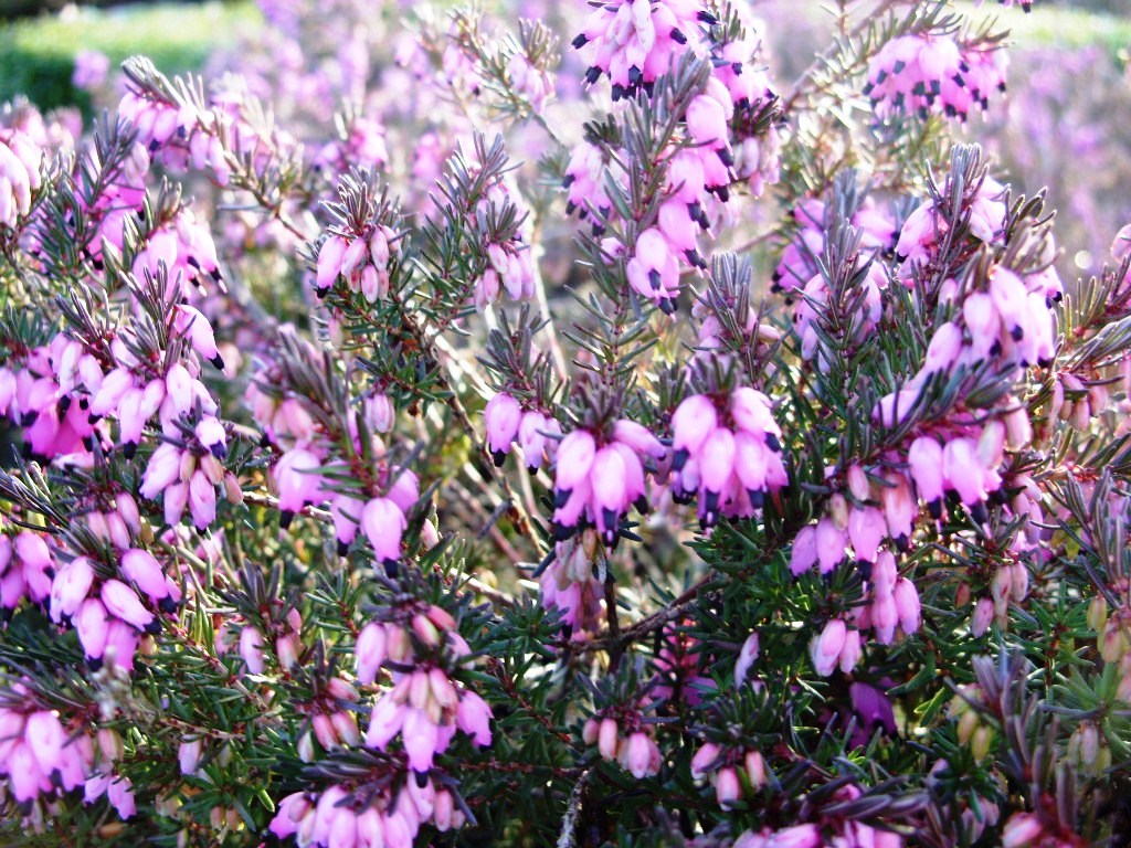 Kelli's Northern Ireland Garden: Irish Heather