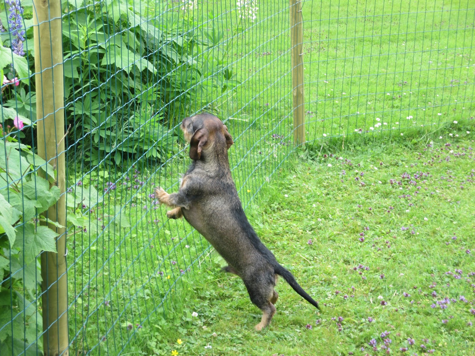 Iivari Määräkoera: Onnee...ja onnee