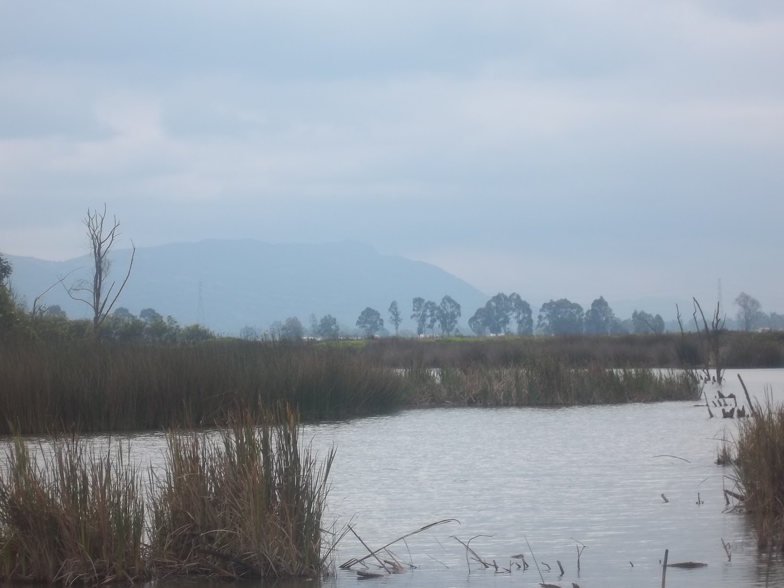 HUMEDALES, UN CORAZON VERDE: NUESTRA VISITA AL HUMEDAL GUALÍ