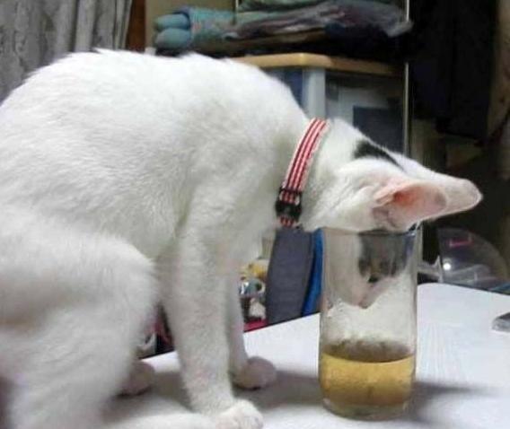 Almost there... | Funny Cat Pictures