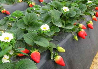 Cara Merawat Tumbuhan Strawberry - Pakar Budidaya