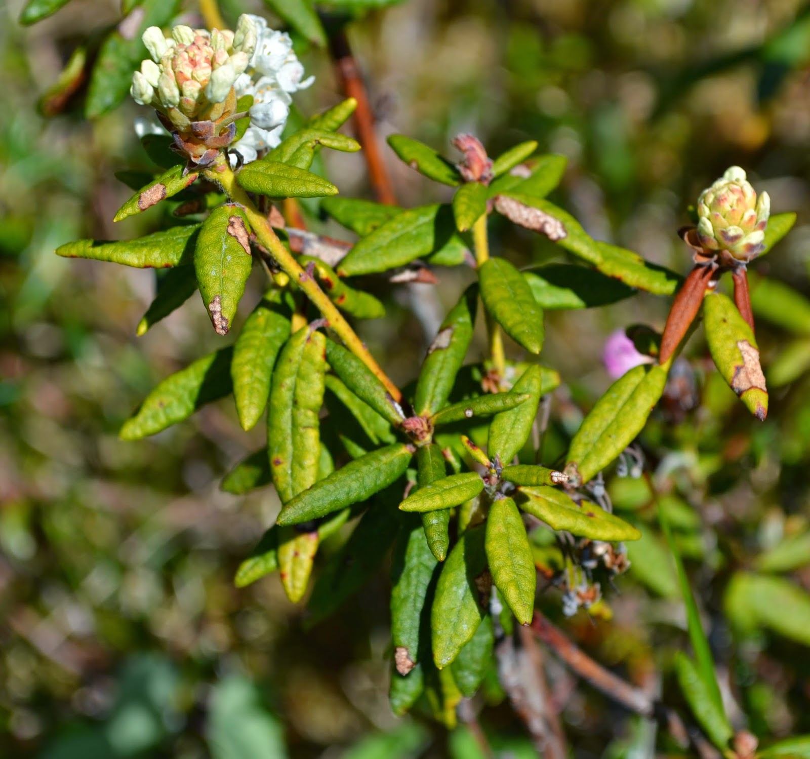 Run 'n Stitch: Muskeg Flowers in June