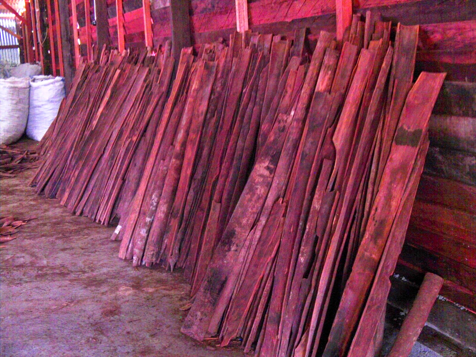 Ransun Group: Kulit Kayu Massoia (Masohi, Mesoyi)