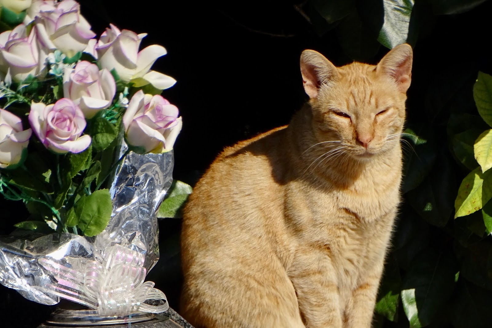 SANTICAT GATOS CIMARRONES: GATO CREMA