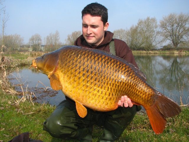Gambar Ikan Mas Besar Lengkap Dan Unik - Rahasia Trik Mancing