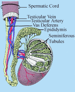 e-biolearning: Organ Reproduksi Manusia