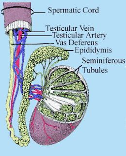 e-biolearning: Organ Reproduksi Manusia