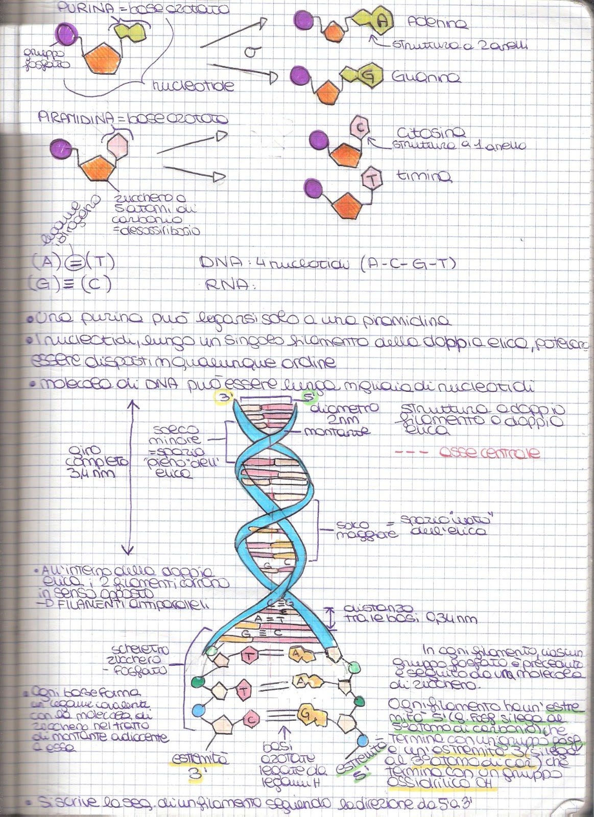 Qauednro Vruitlae : il DNA e la duplicazione part1