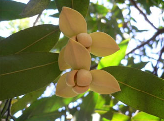 VISITEUSSOON: ROMDOUL FLOWER.