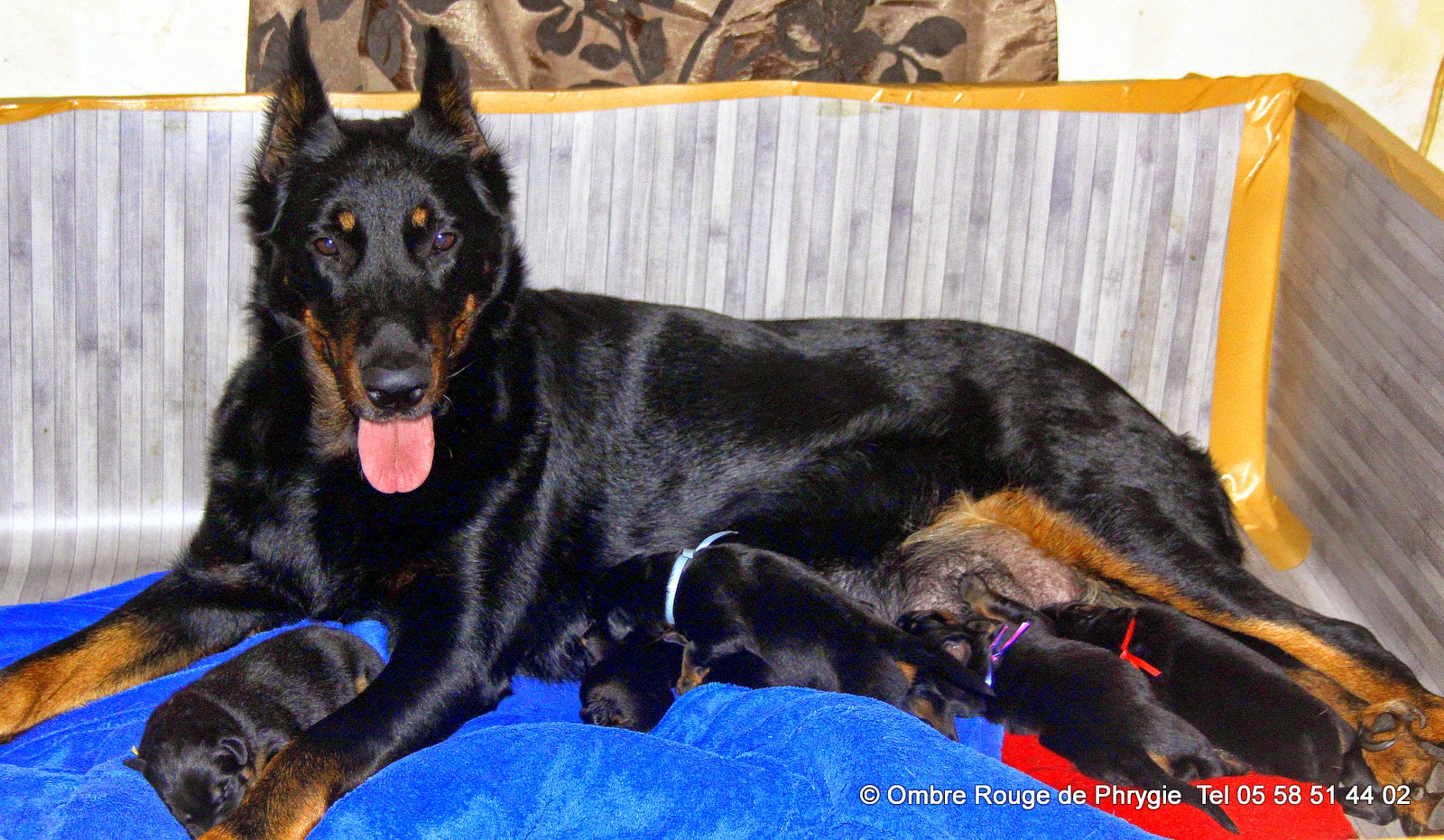 Beauceron, chiots beaucerons, Eleveur landes 40120 : Les chiots ...