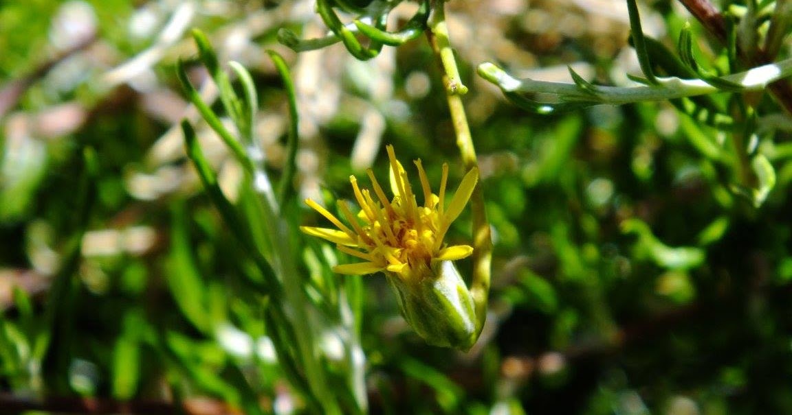 Flora Bonaerense: Mata negra (Brachyclados lycioides)