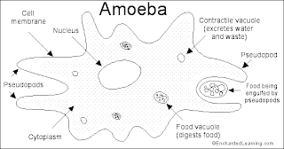 Primary Education: Amoeba: Story of a Protozoan