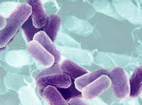 Dr.Manmeen's Biology: KINGDOM MONERA