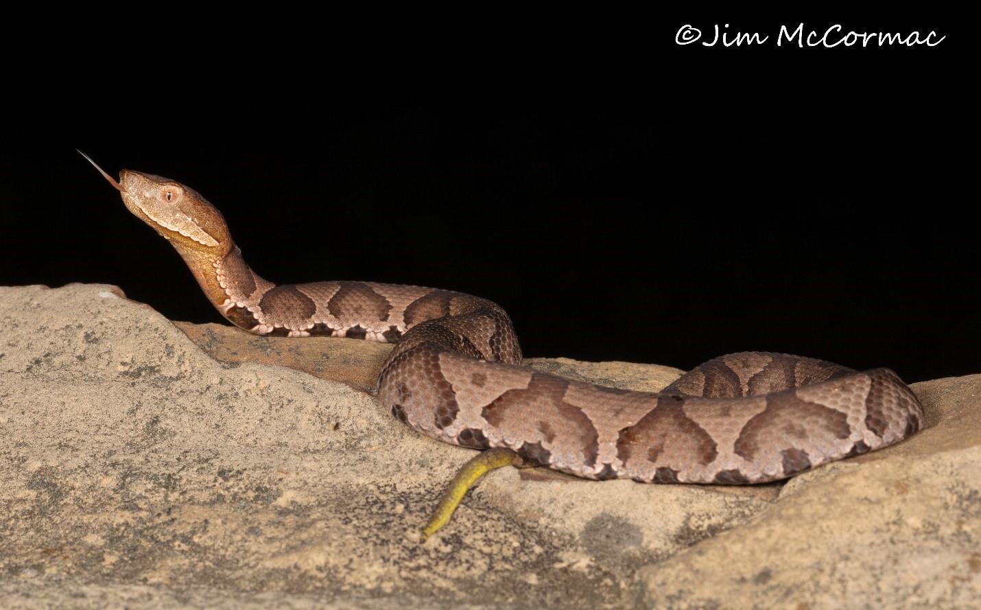 Ohio Birds and Biodiversity: September 2018