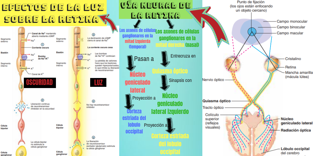 Vía neural de la RETINA y Efectos de la luz sobre la RETINA