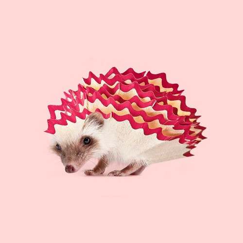 My Owl Barn: Surreal Images Created Merging Animals and Everyday Objects