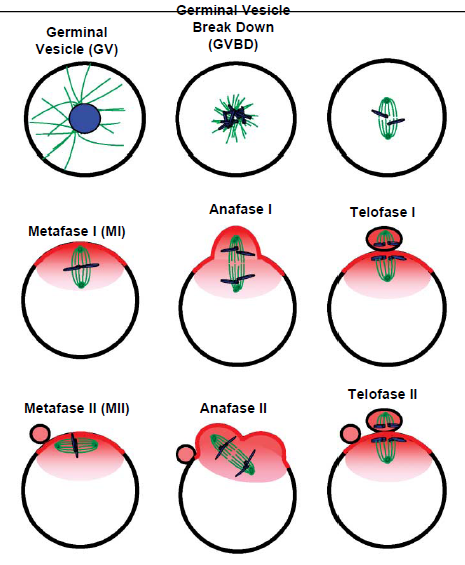 OOGENESIS PADA MANUSIA (2) - Have Fun Learning Biology