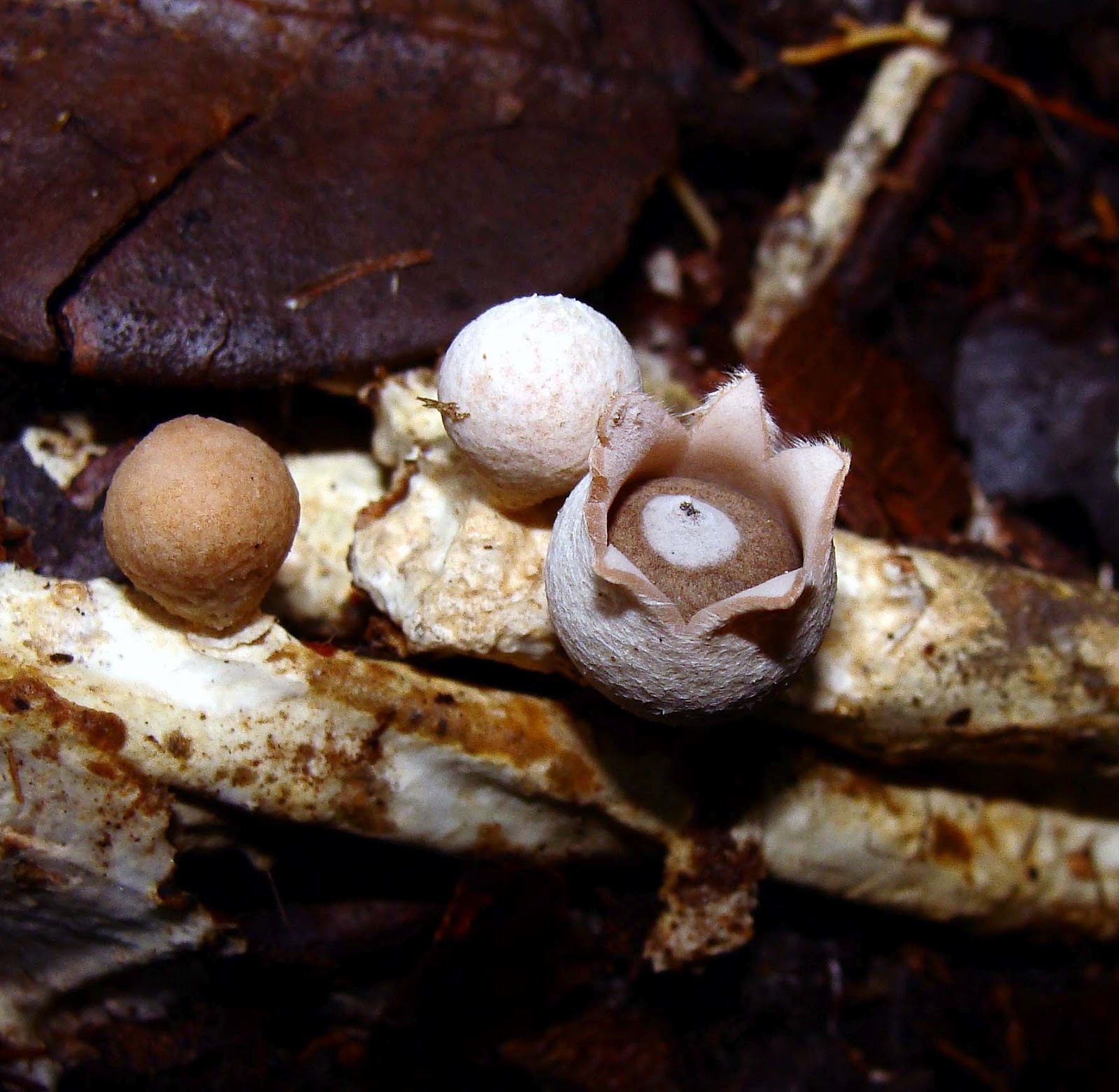 Cogumelos em Sergipe: O REINO DOS FUNGOS II