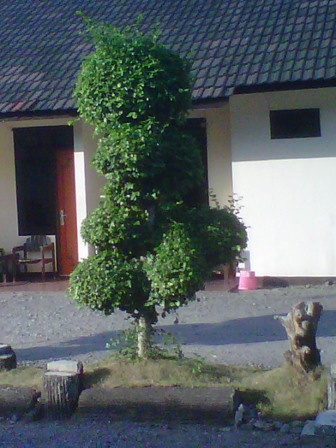 Membentuk Daun Teh-Tehan Yang Tinggi Agar Menarik Dan Indah