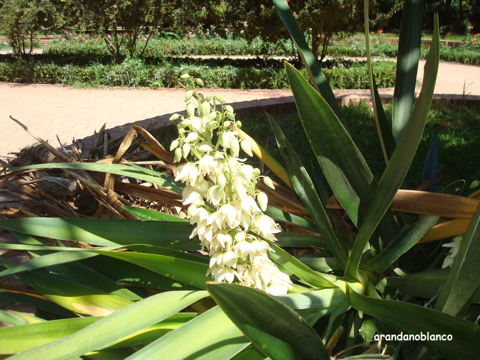 elarbolmiamigo-encinarosa: YUCCAS / Yucca Elephantipes / Yuca aolifolia ...