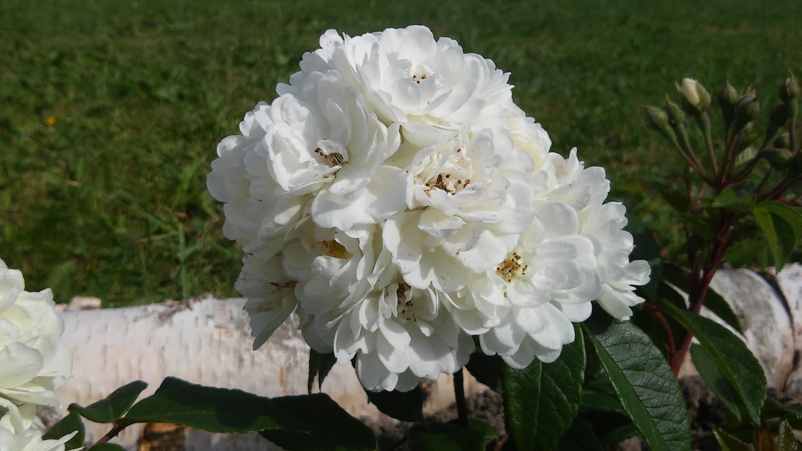 Ranczo Elma: Róża (Rosa) Waterloo