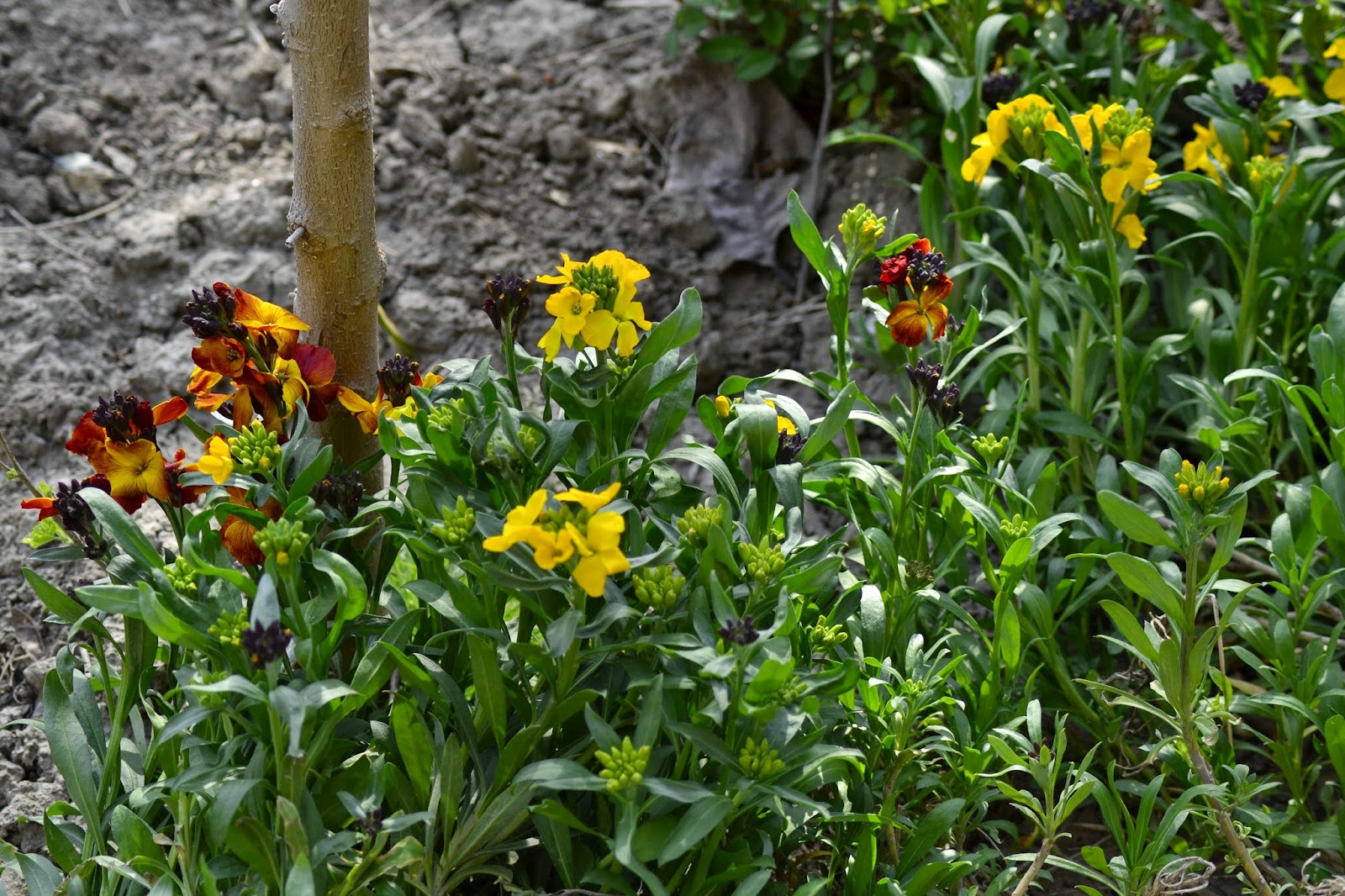 cele patru anotimpuri: Micșunele, din nou