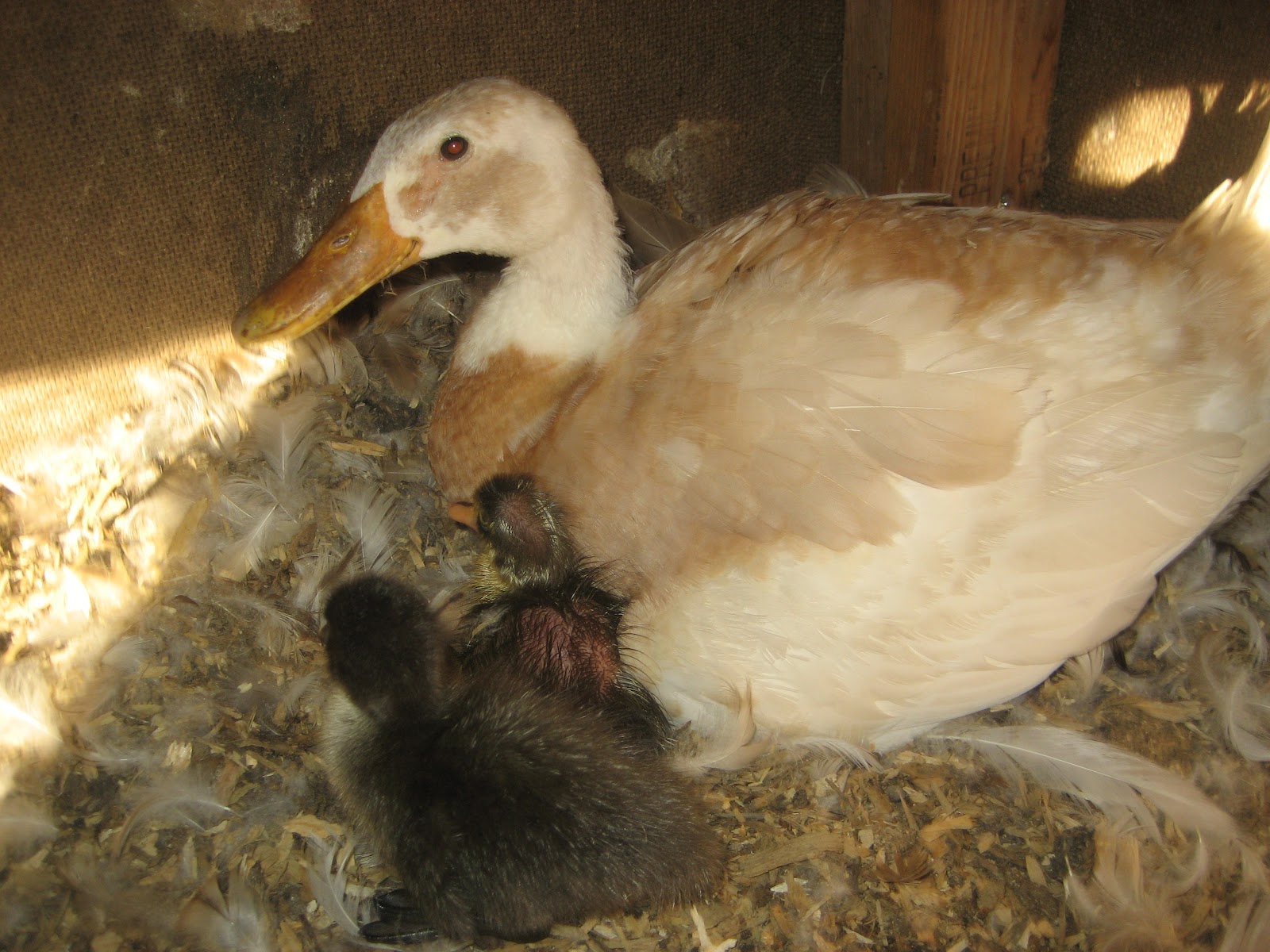 Chicken Scratch: Sitting Ducks