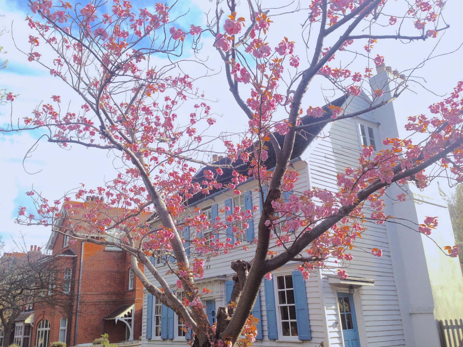 Alice in Wonderland: Diary 270: A Magic Cherry Blossom Garden Party Weekend