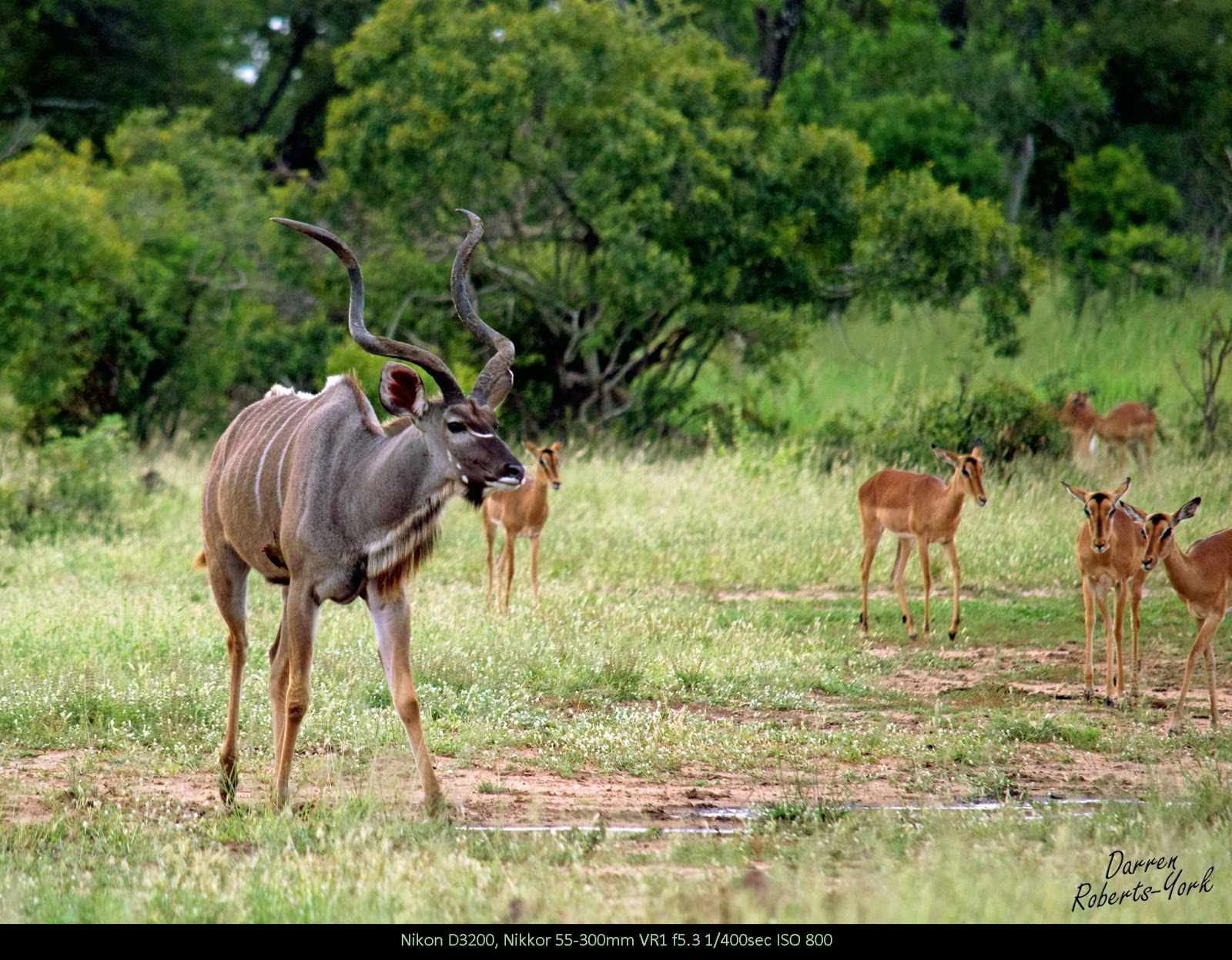 Tintswalo Ranger's Blog: Sightings update: 18 – 25 February 2013
