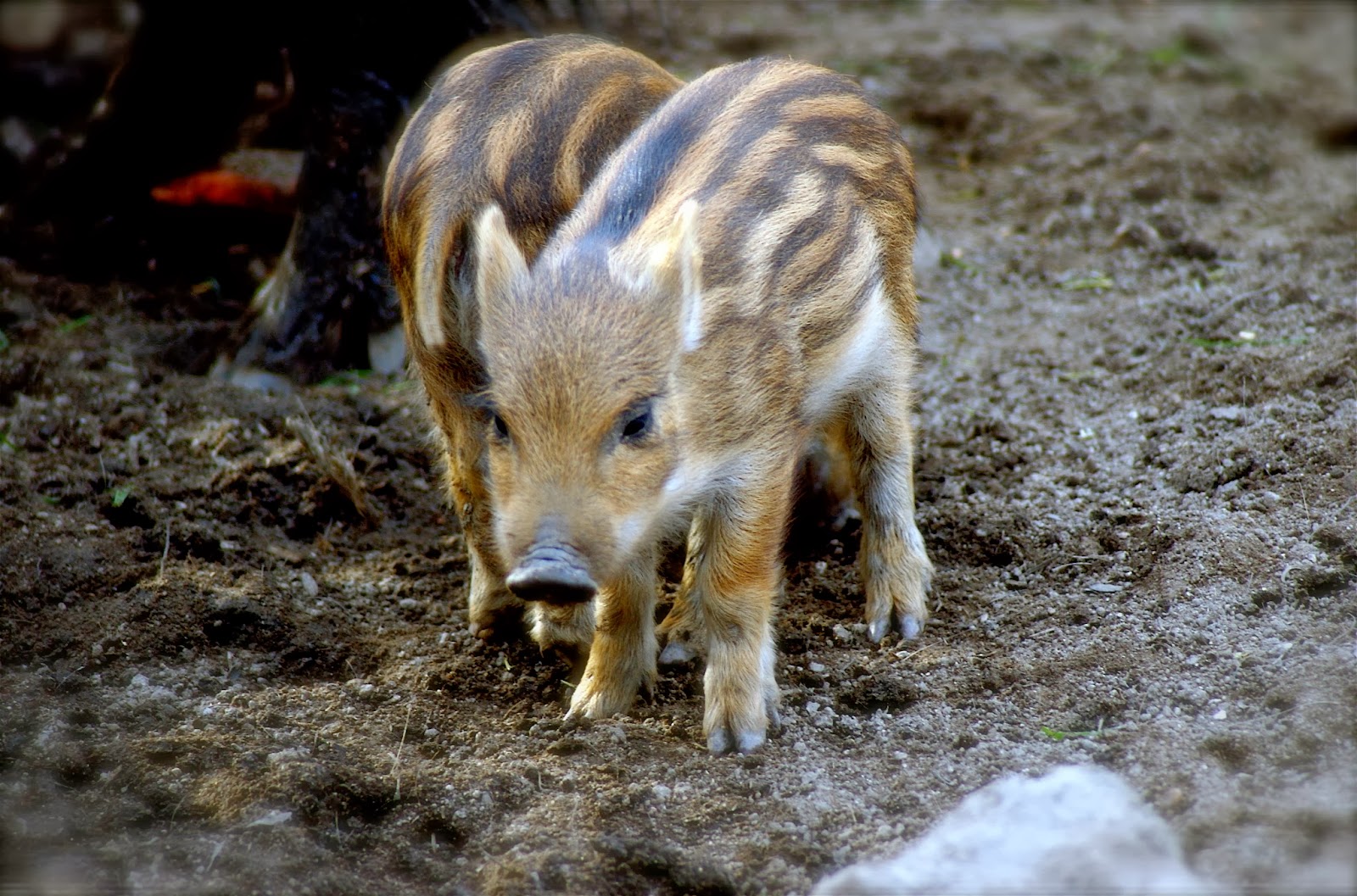Forest Forestal: Jabalí