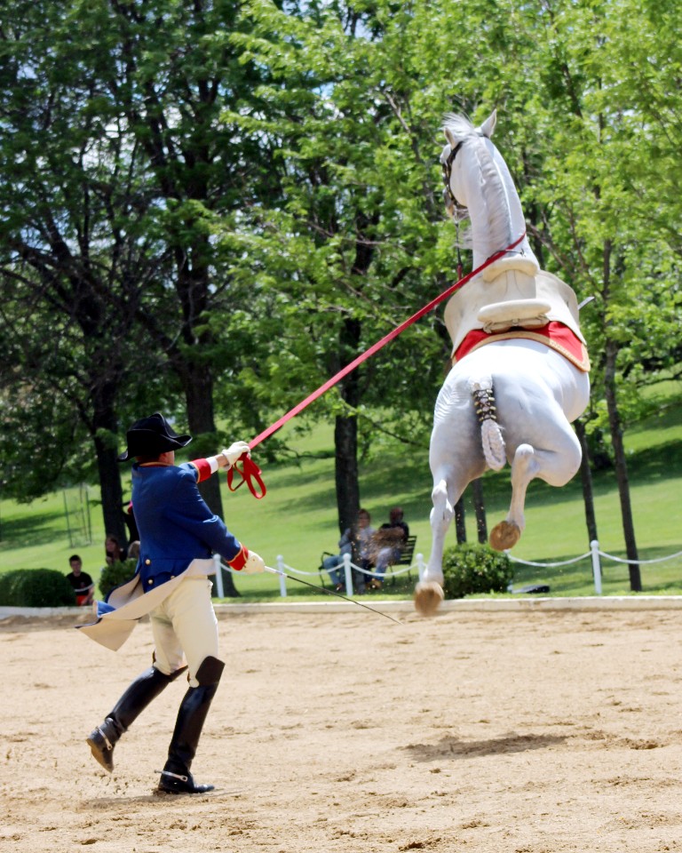 Seth Saith: The Mane Attraction: White Lipizzaner Stallions Show Off ...